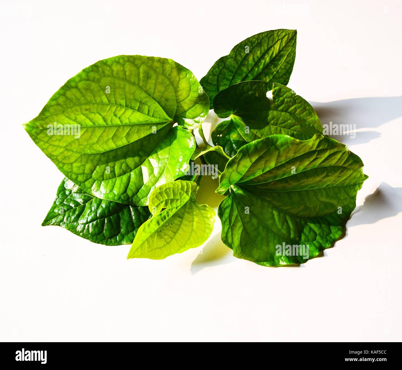 Lolot hi-res stock photography and images - Alamy