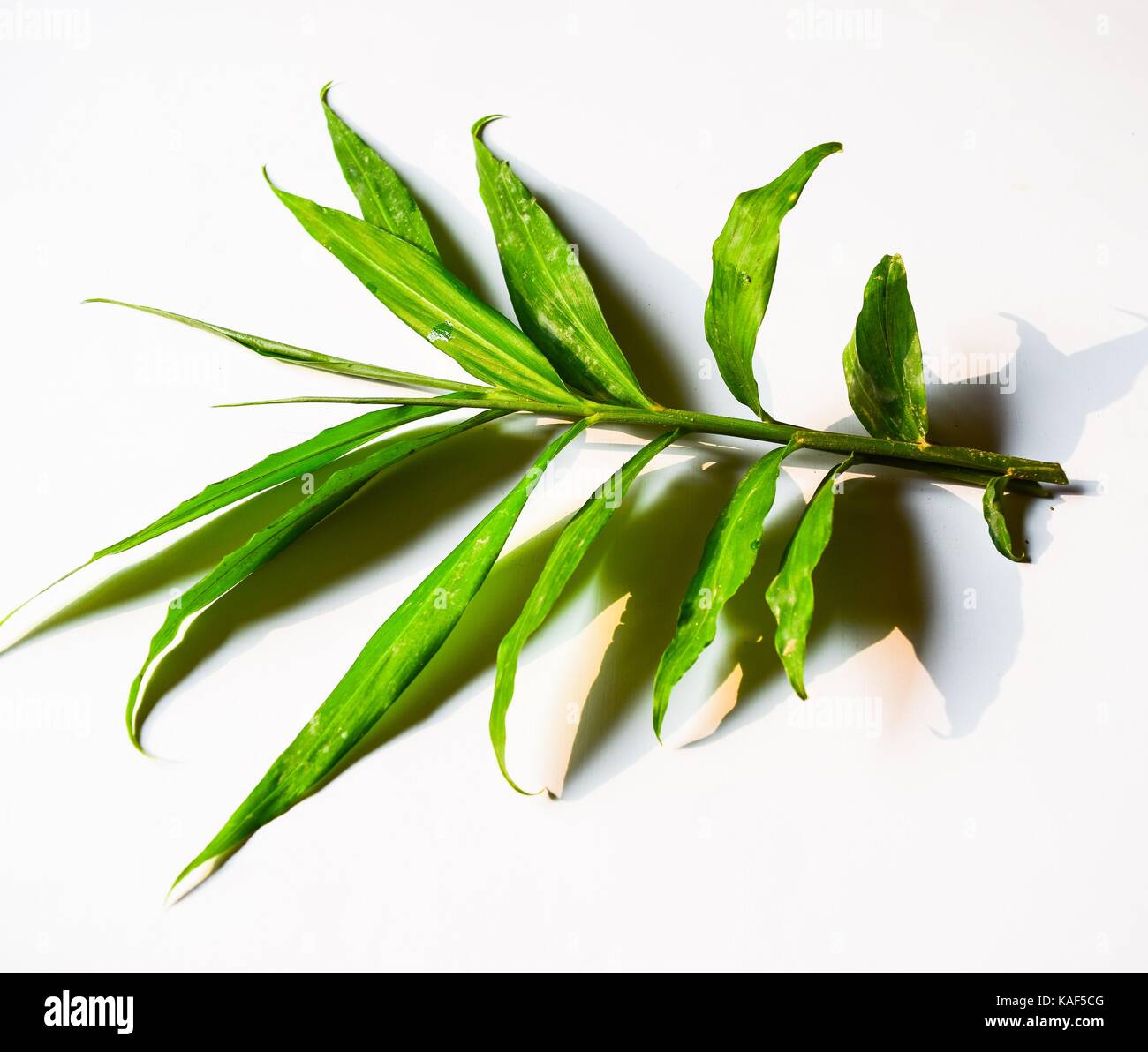 Ginger leaf isolated on white background Stock Photo - Alamy