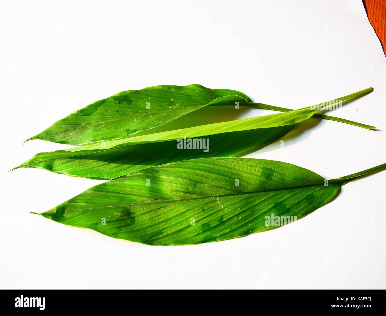 Turmeric leaf isolated on white background Stock Photo - Alamy