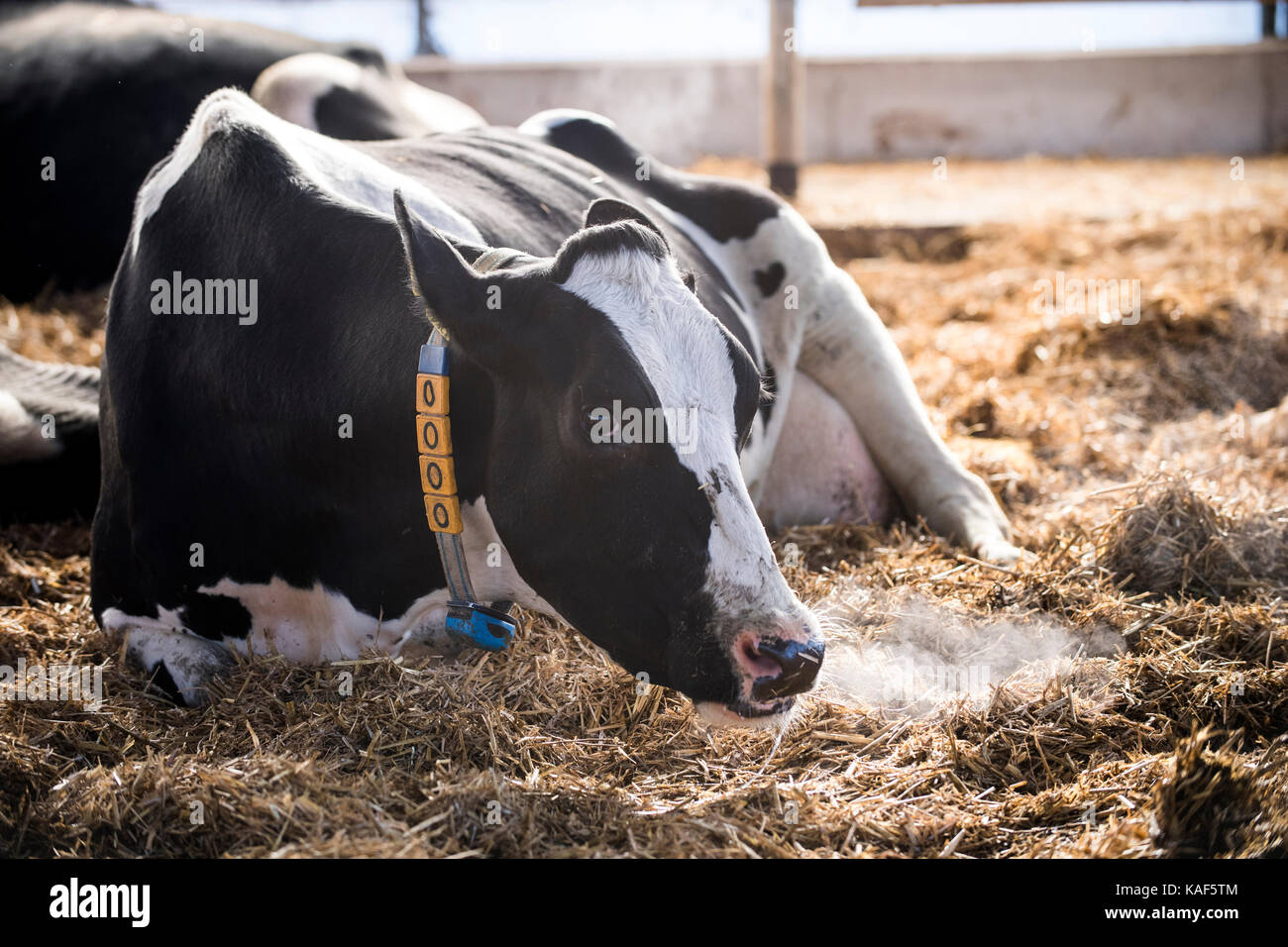 Cow Stall High Resolution Stock Photography and Images - Alamy