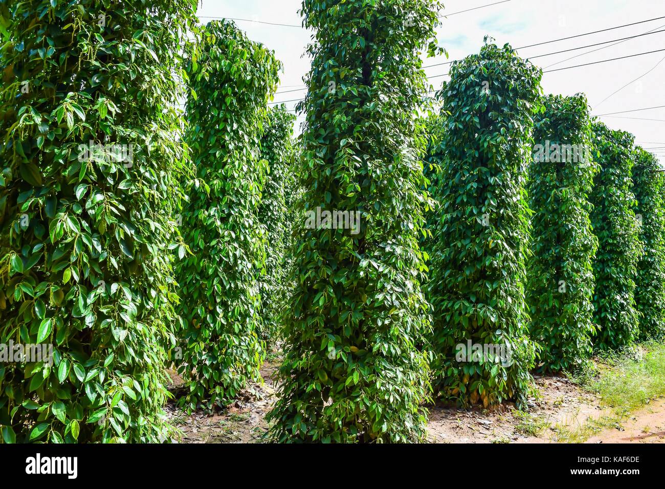 plantation of red and black pepper, Phu Quoc Stock Photo - Alamy
