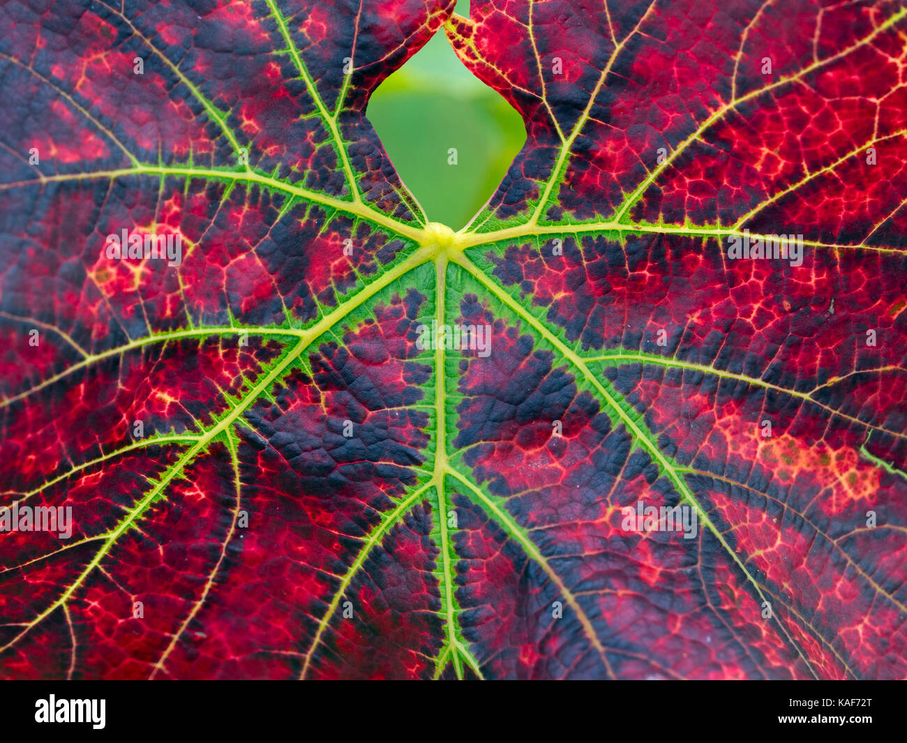 Grape 'Regent' ripe and leaves changing colour growing outside in ...