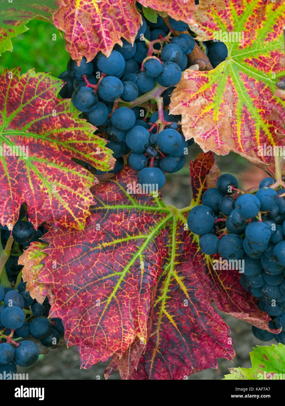 Grape 'Regent' ripe and leaves changing colour growing outside in ...