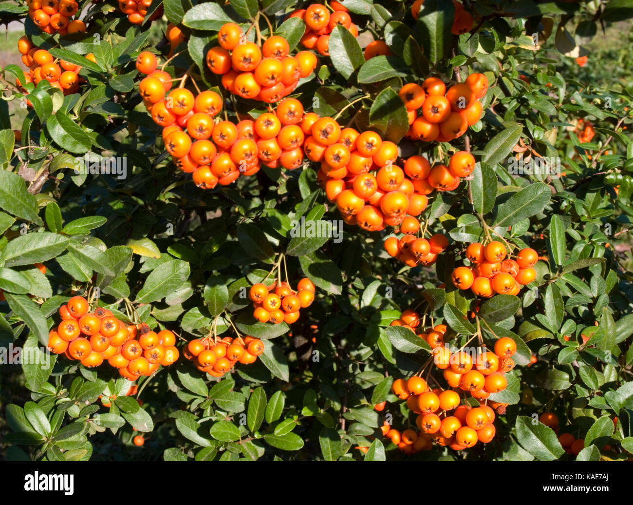Pyracantha berry shrub Stock Photo - Alamy
