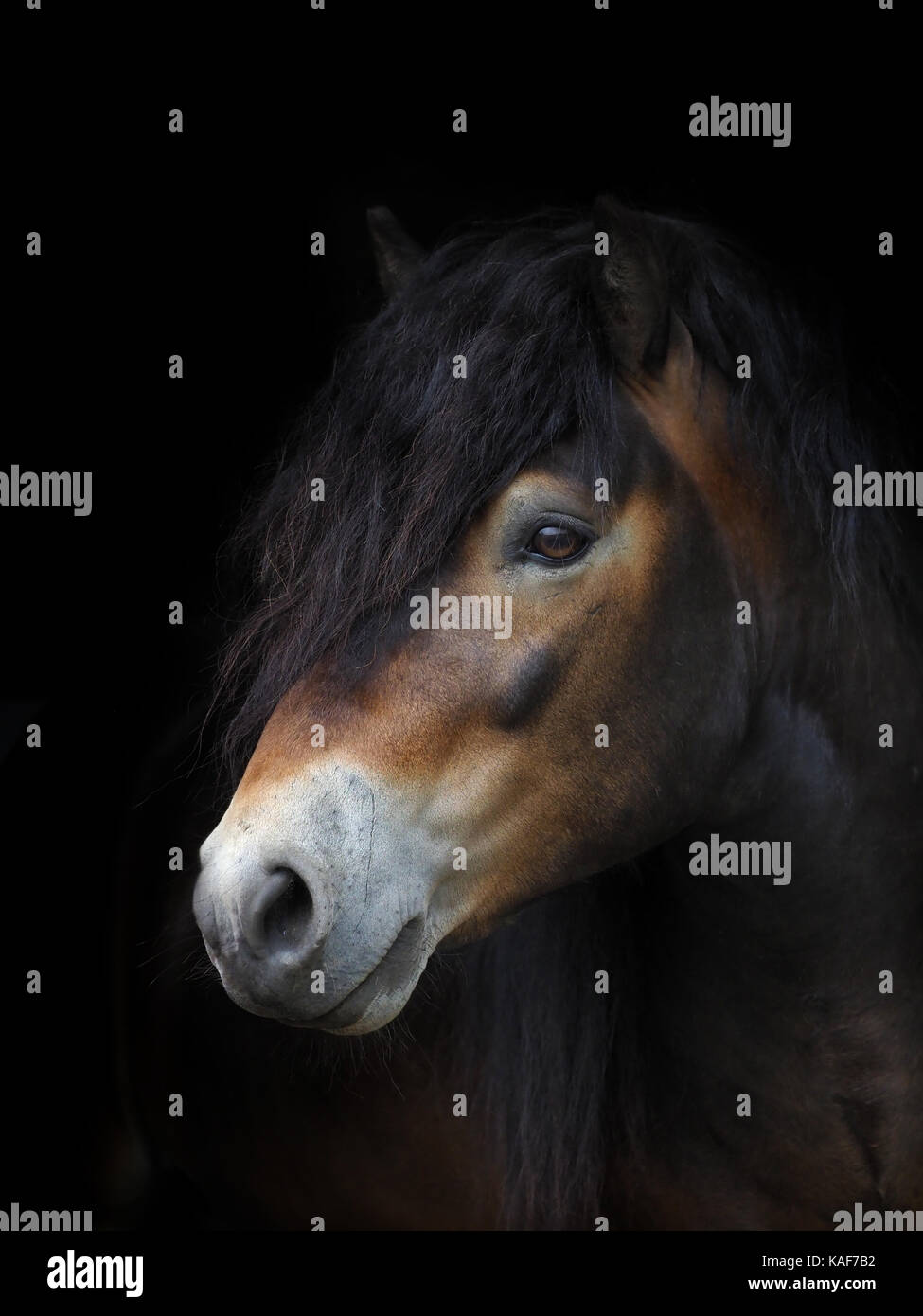 A head shot of an Exmoor stallion on a black background Stock Photo - Alamy