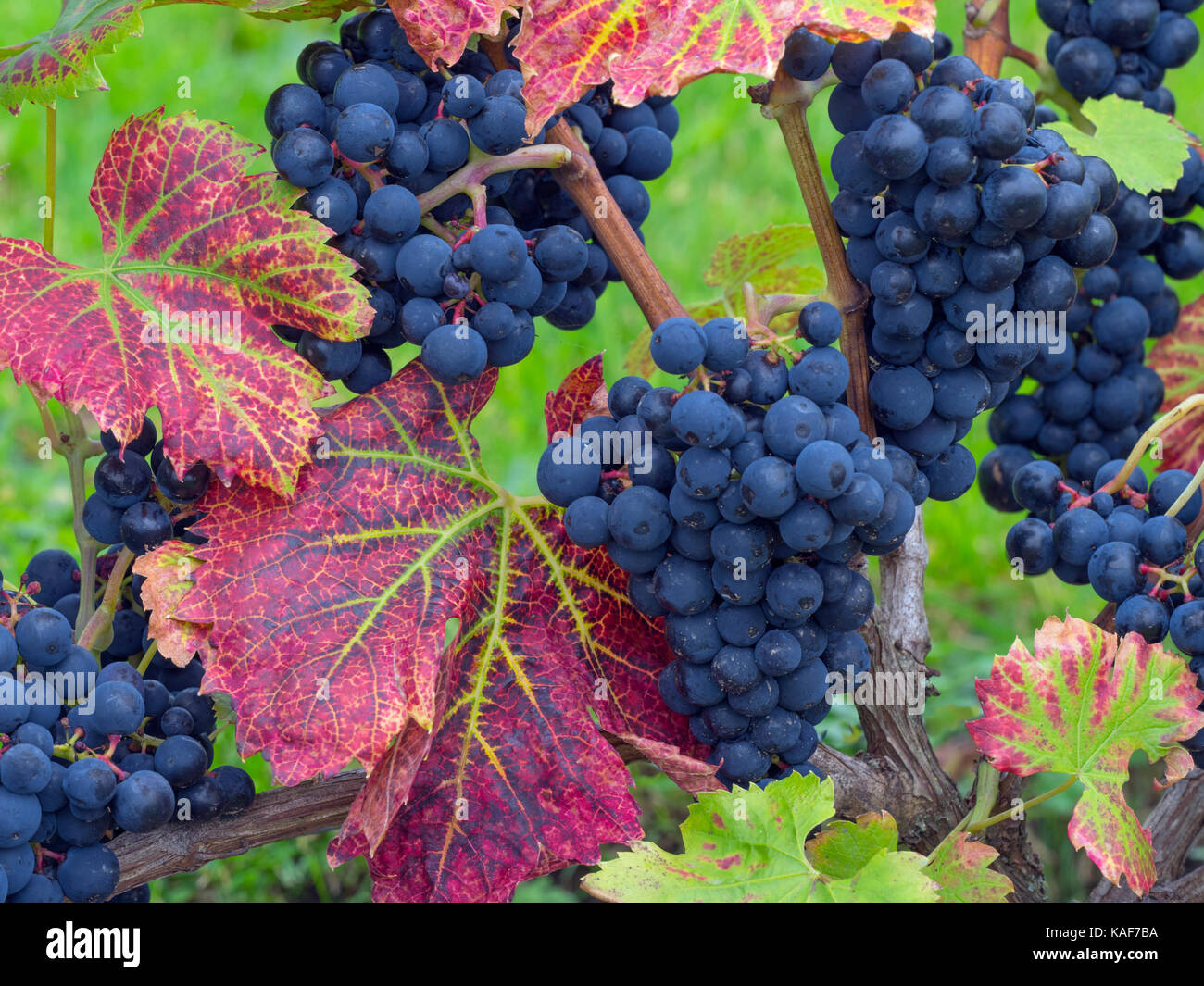 Grape 'Regent' ripe and leaves changing colour growing outside in ...