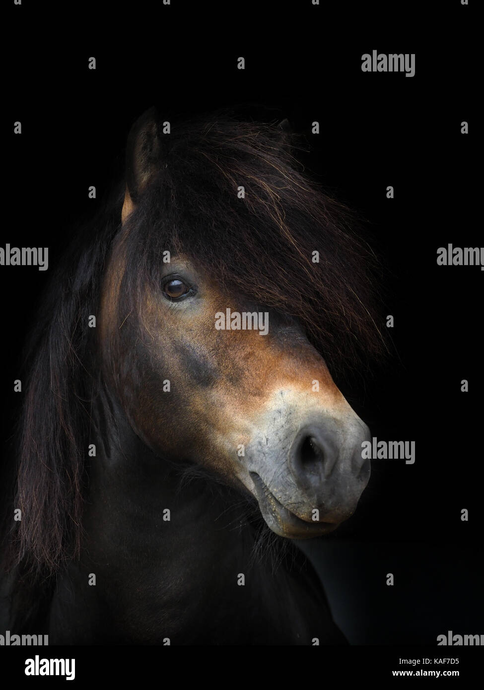 A head shot of an Exmoor stallion on a black background Stock Photo - Alamy