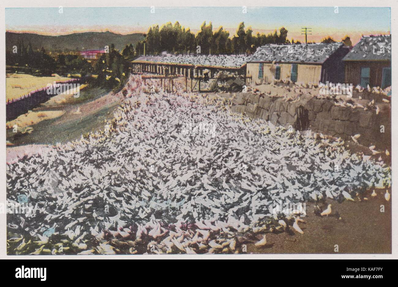 Los angeles pigeon farm hi-res stock photography and images - Alamy
