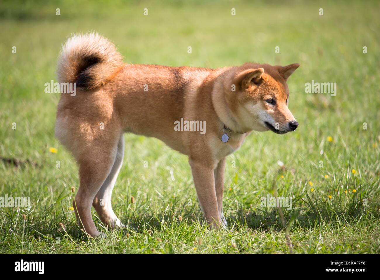 a dog of race shiba inu of color of the fox standing in the middle of ...