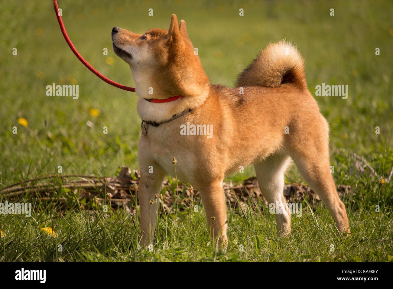 a shiba inu dog in a standing position and listening to his master ...