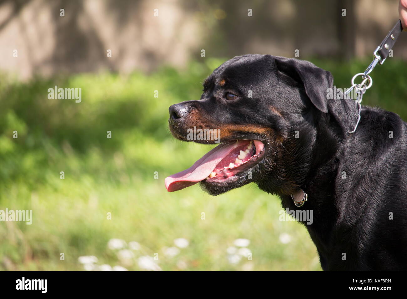Rottweiler side profile of head hi-res stock photography and images - Alamy