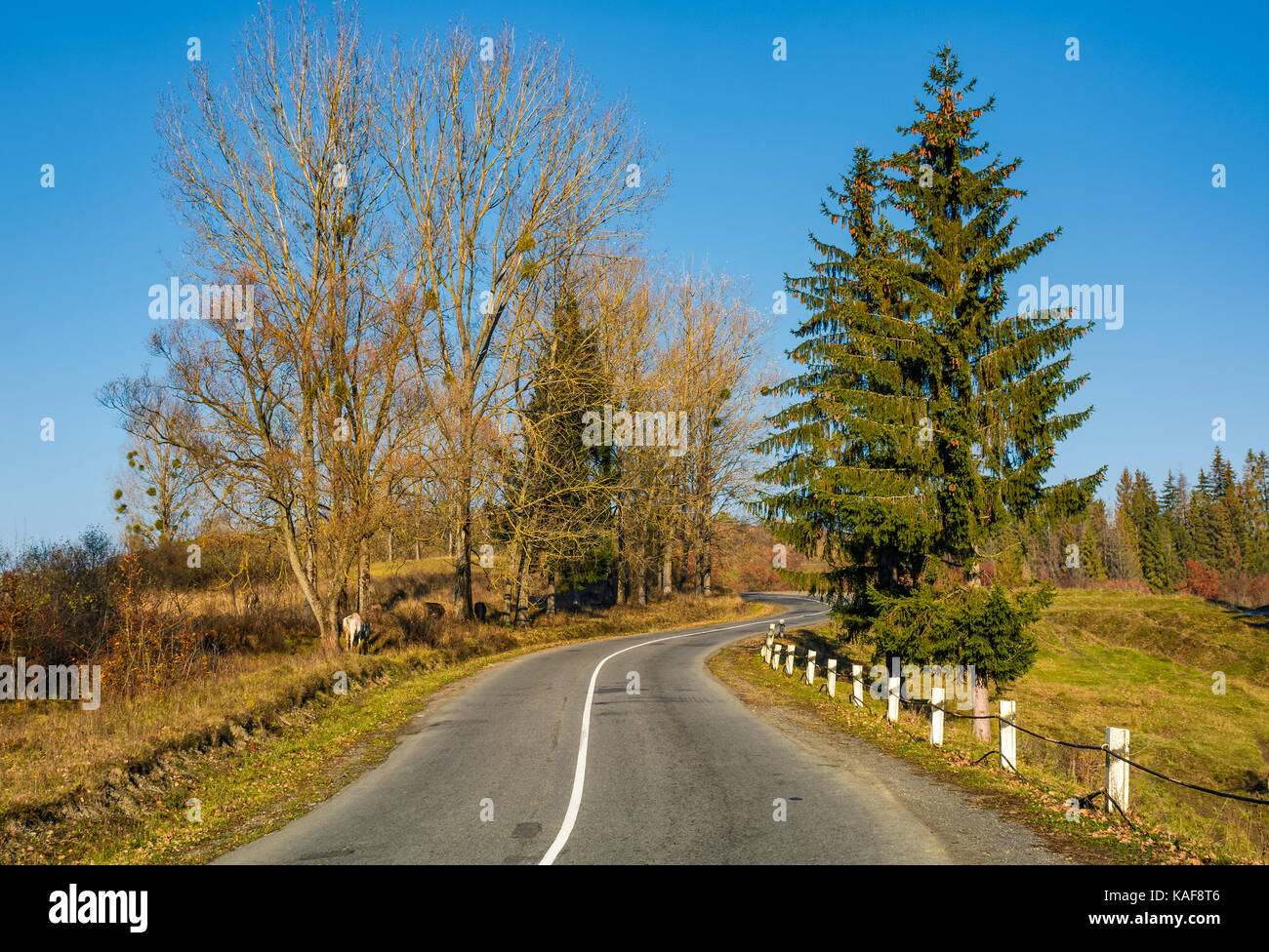 trees on serpentine in mountains at sunrise Stock Photo - Alamy
