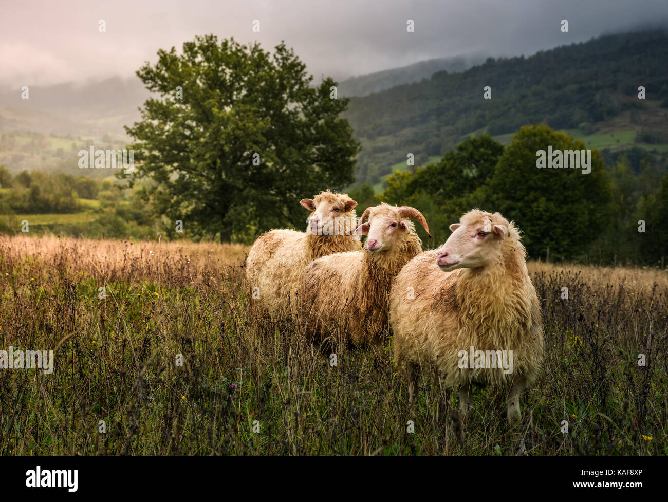 sheep grazing in a fog near old oak. beautiful scenery on rainy autumn ...