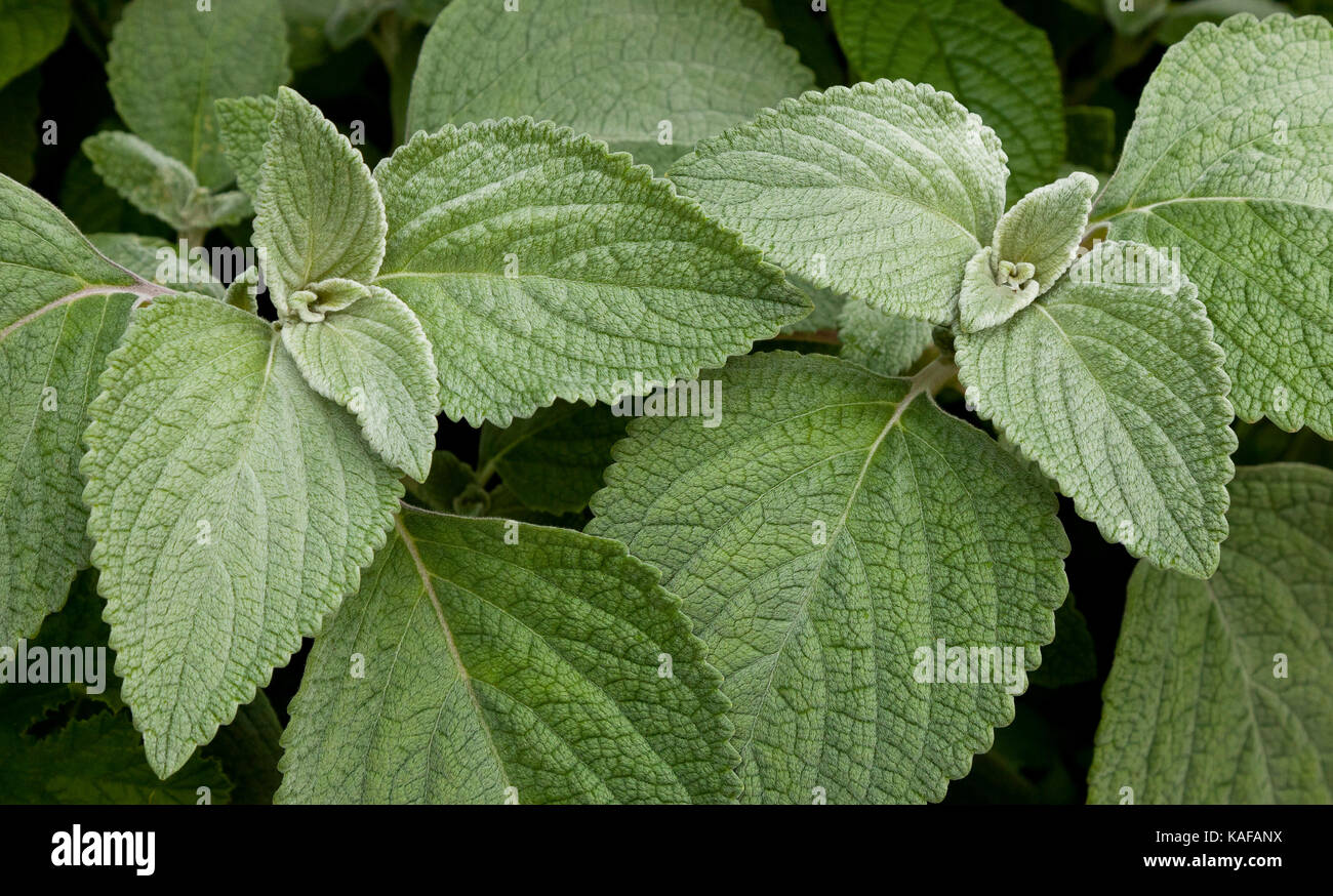 Leafy Flowers in a garden in England, UK Stock Photo - Alamy
