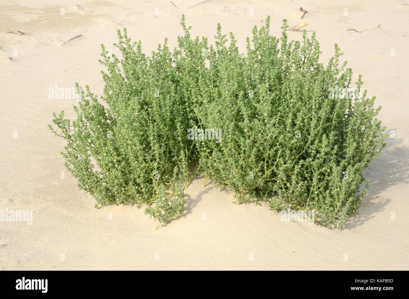 Saltwort Salsola kali growing on embryo dunes Pembrey Burrows and ...