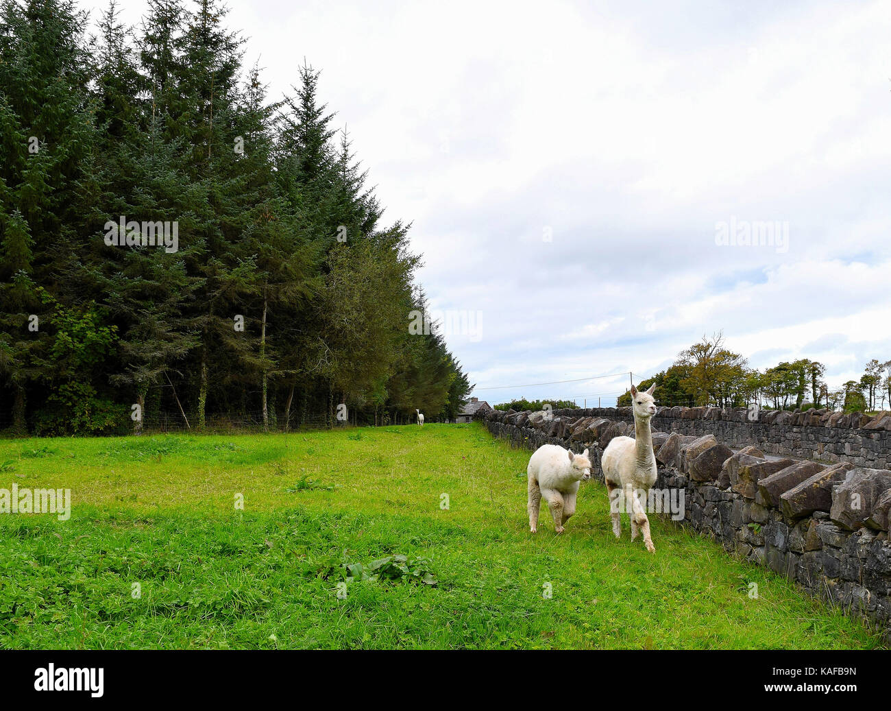 Sligo bay ireland hi-res stock photography and images - Alamy