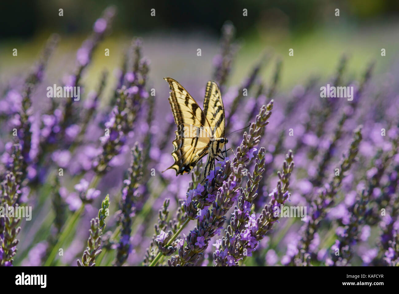 Close up of Papilio machaon and Beautiful purple lavender blossom of ...