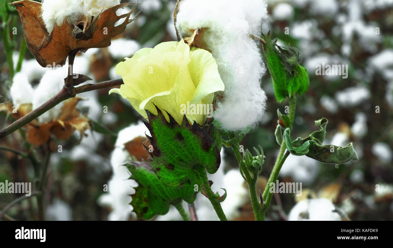 Cotton flower hi-res stock photography and images - Alamy