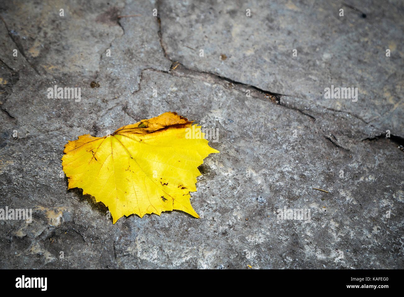 Vibrant yellow leaf hi-res stock photography and images - Alamy