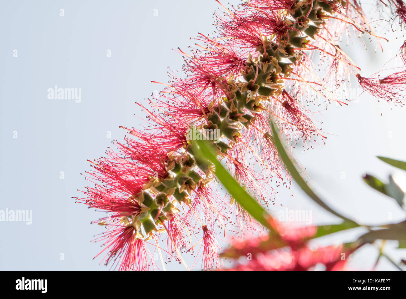 Bottle with flower hi-res stock photography and images - Alamy
