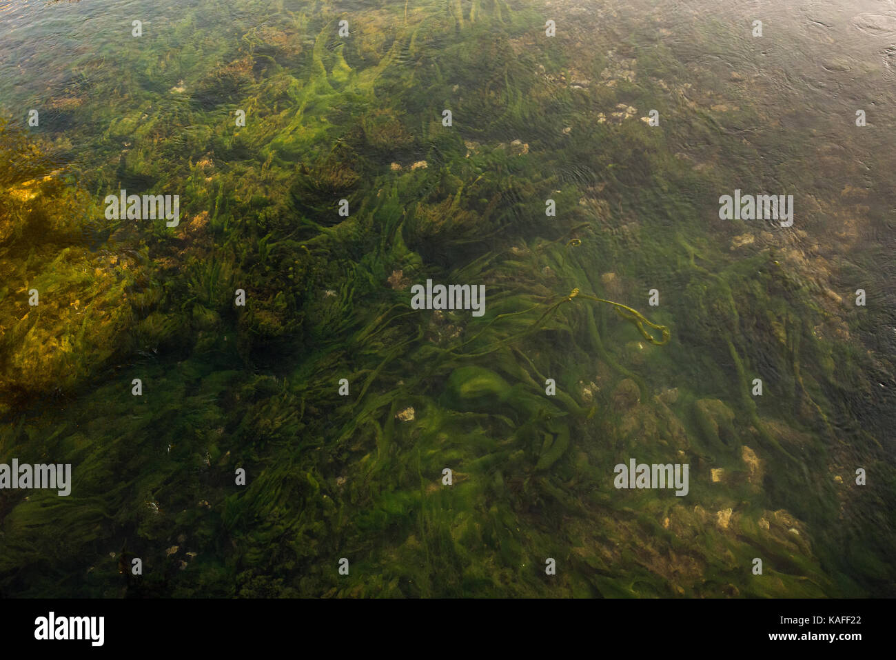 Detail on the ground of a river full of algae Stock Photo - Alamy