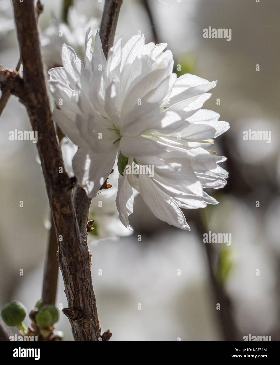 White spring flower Stock Photo - Alamy