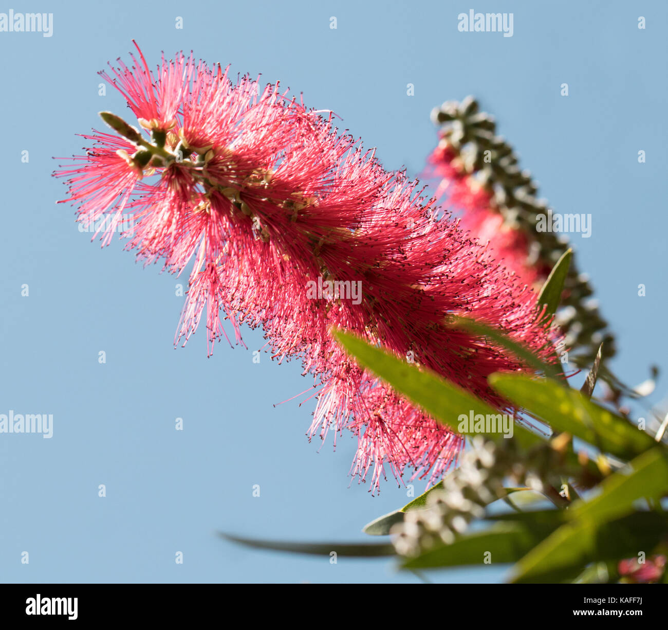 Bottle with flower hi-res stock photography and images - Alamy