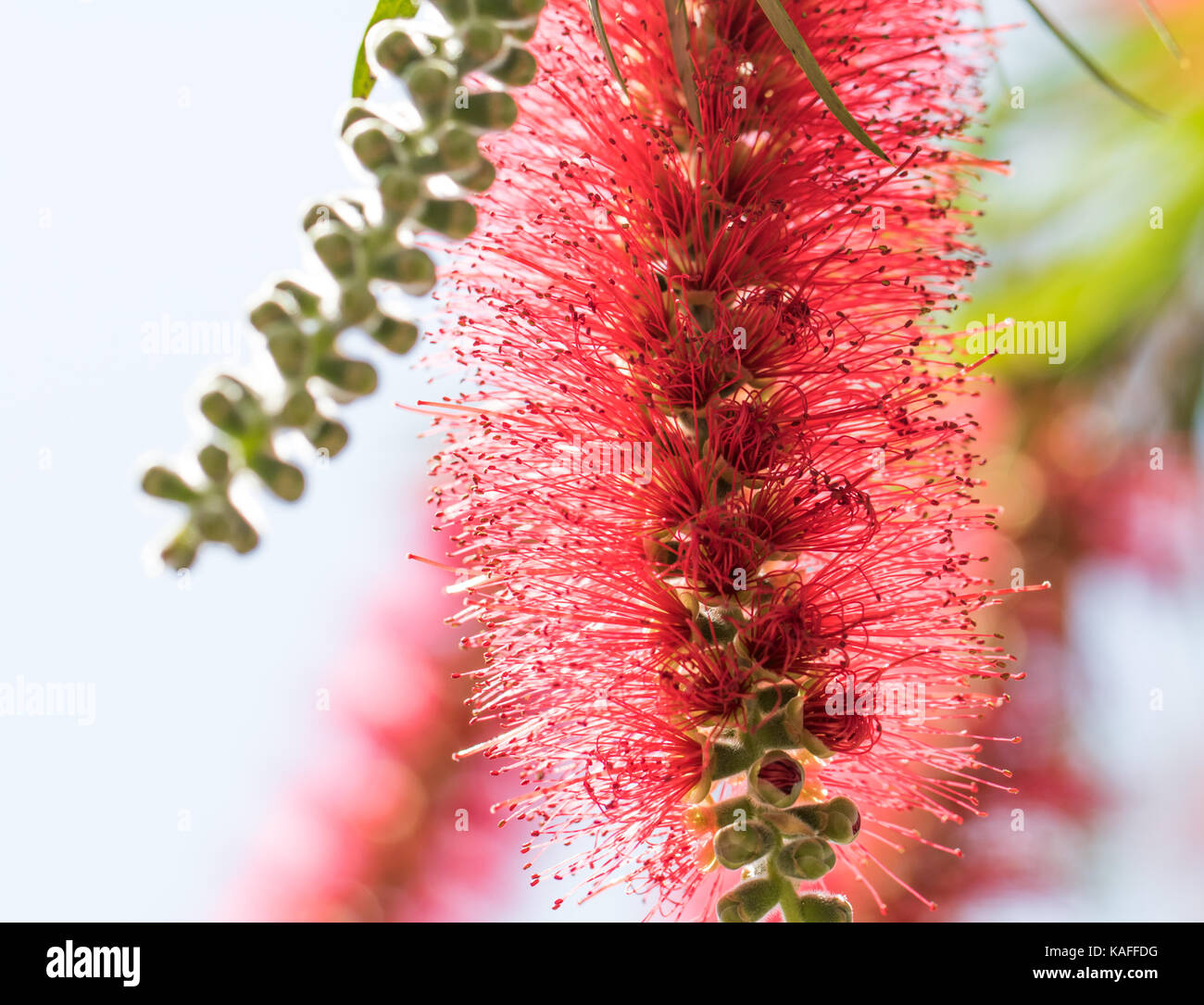 Bottle brush flower Stock Photo - Alamy