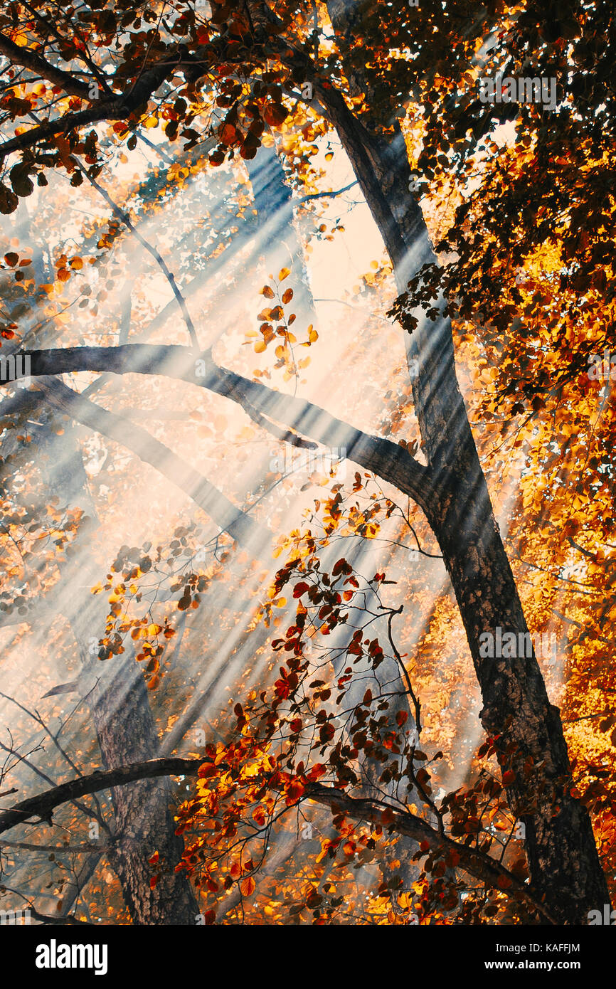 Sunbeams leaves hi-res stock photography and images - Alamy