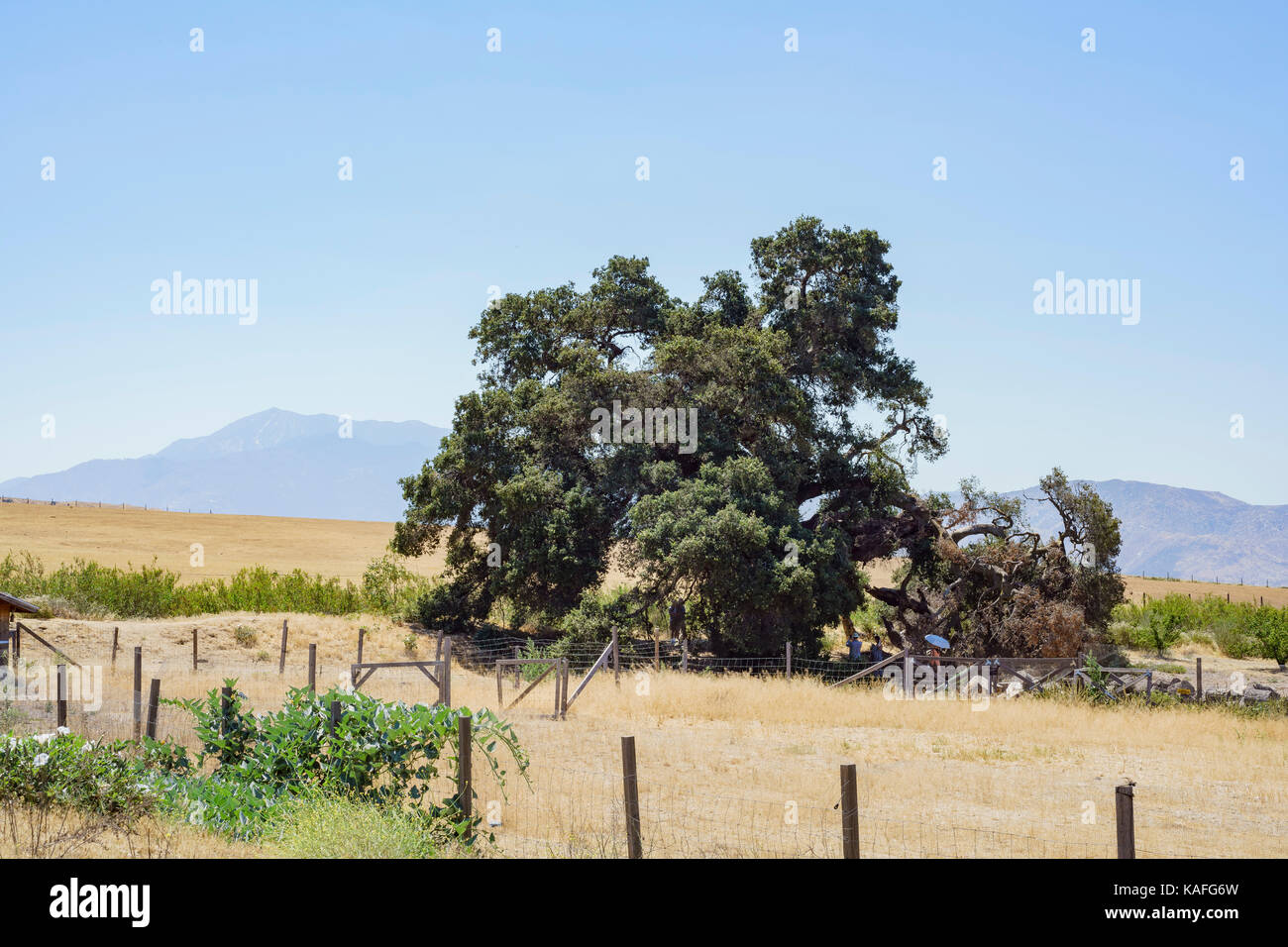 Thousand years old Oak Tree of Lavender Festival of 123 Farm at San ...