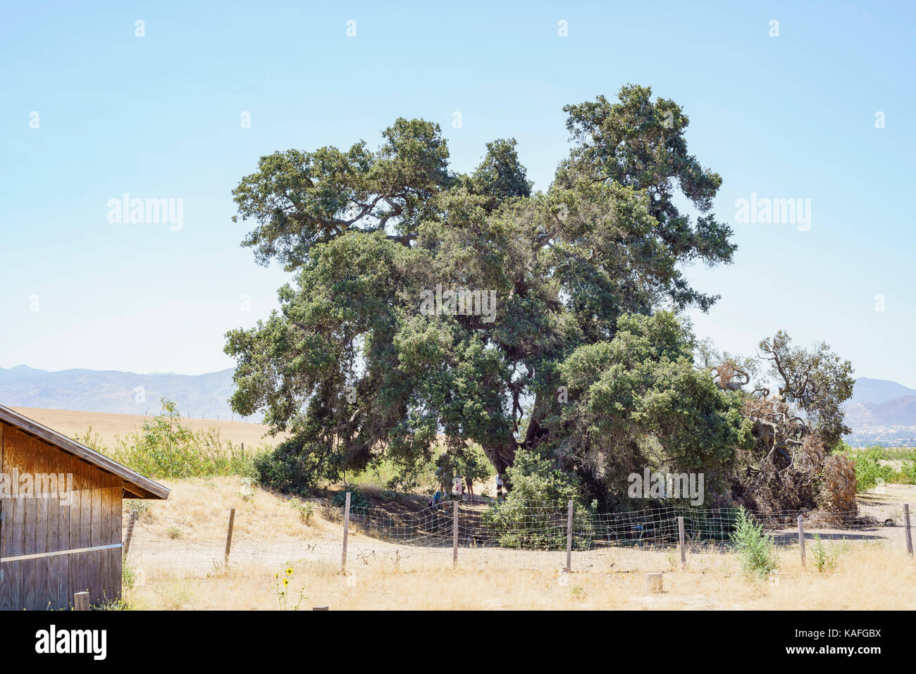 Thousand years old Oak Tree of Lavender Festival of 123 Farm at San ...