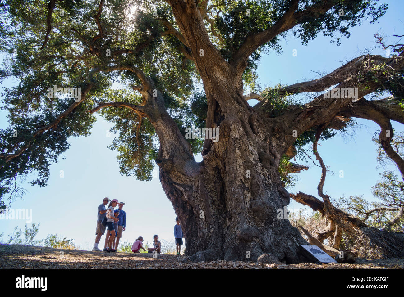 Thousand years old Oak Tree of Lavender Festival of 123 Farm at San ...