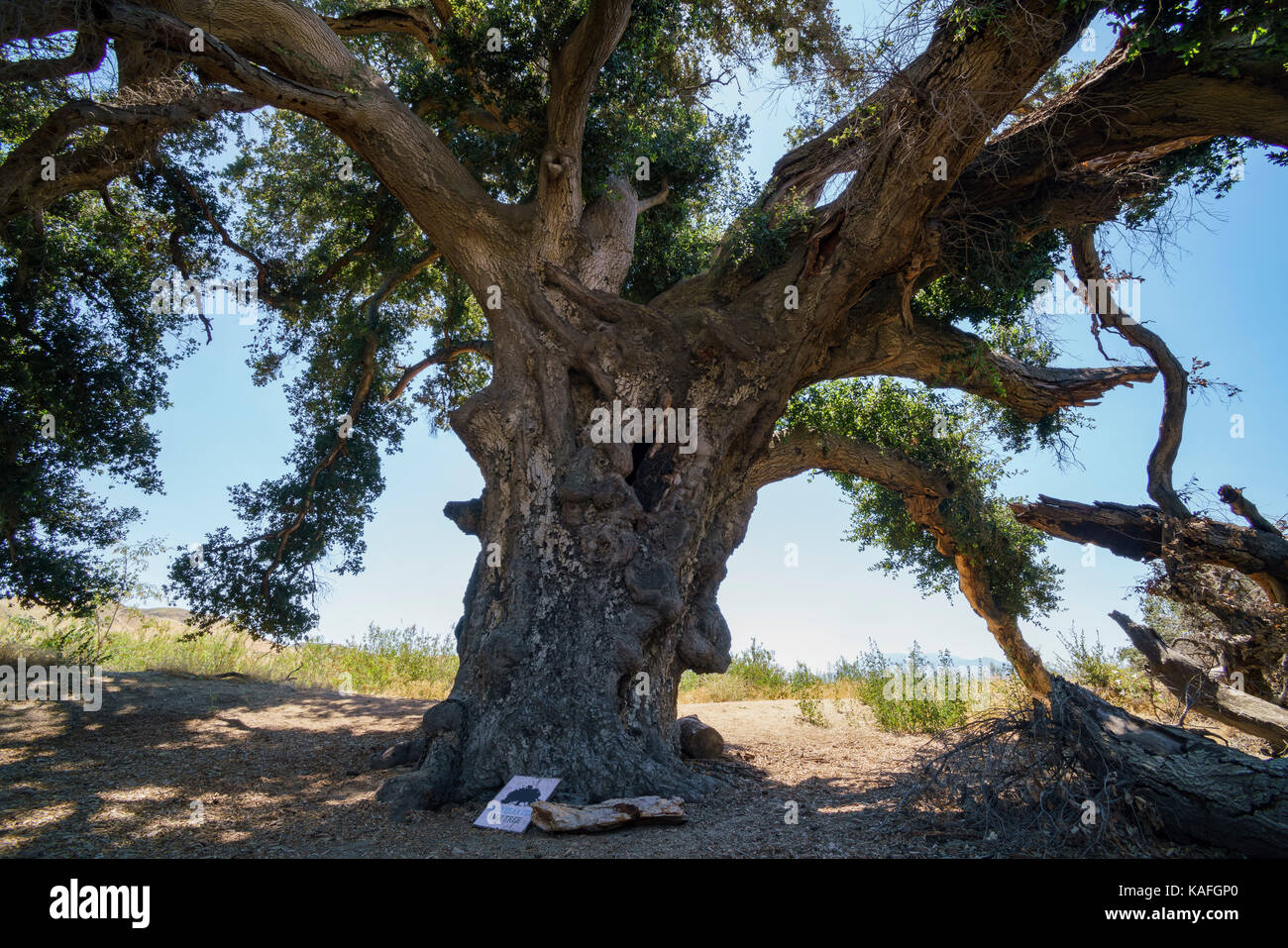 Thousand years old Oak Tree of Lavender Festival of 123 Farm at San ...