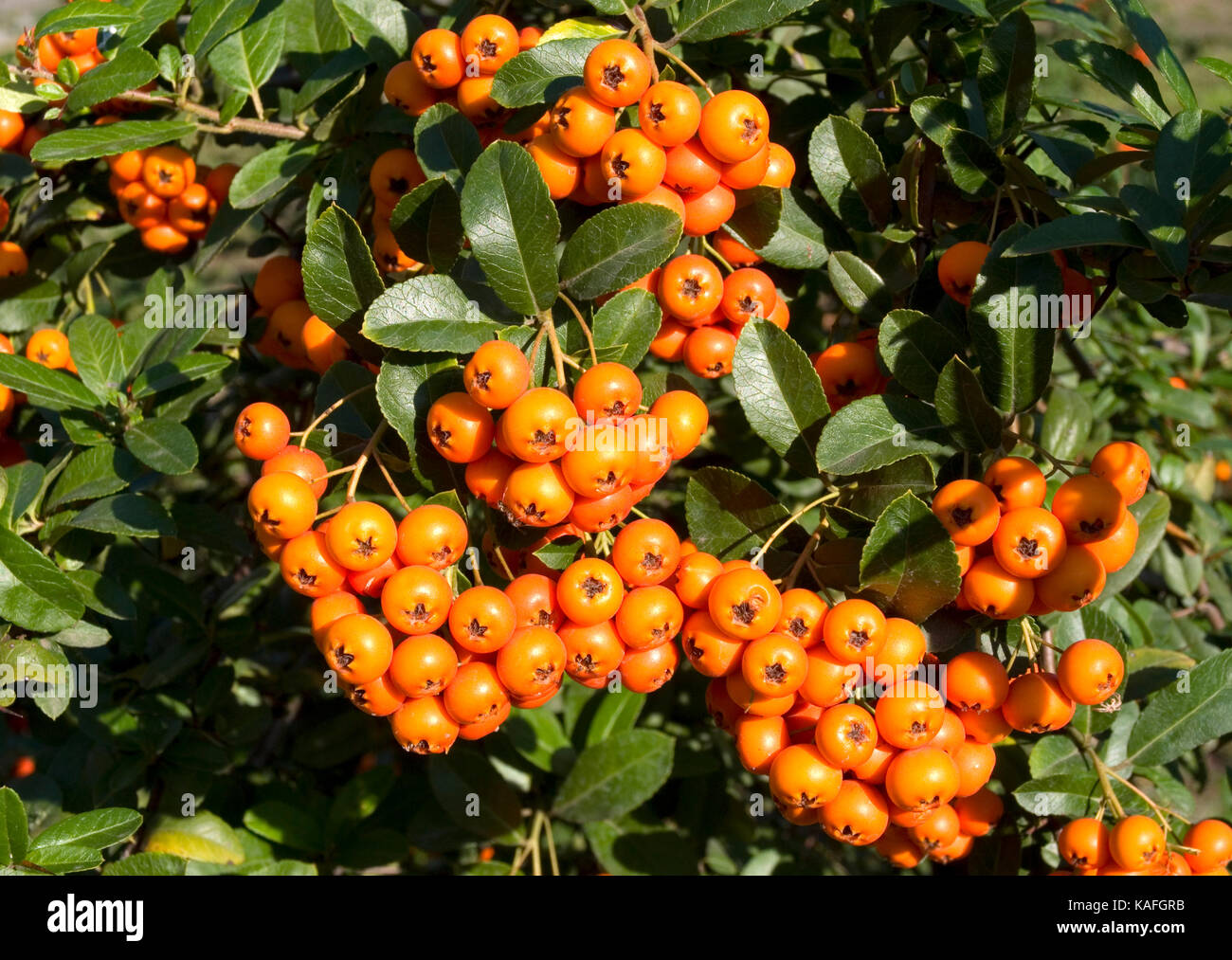 Pyracantha berry shrub Stock Photo - Alamy