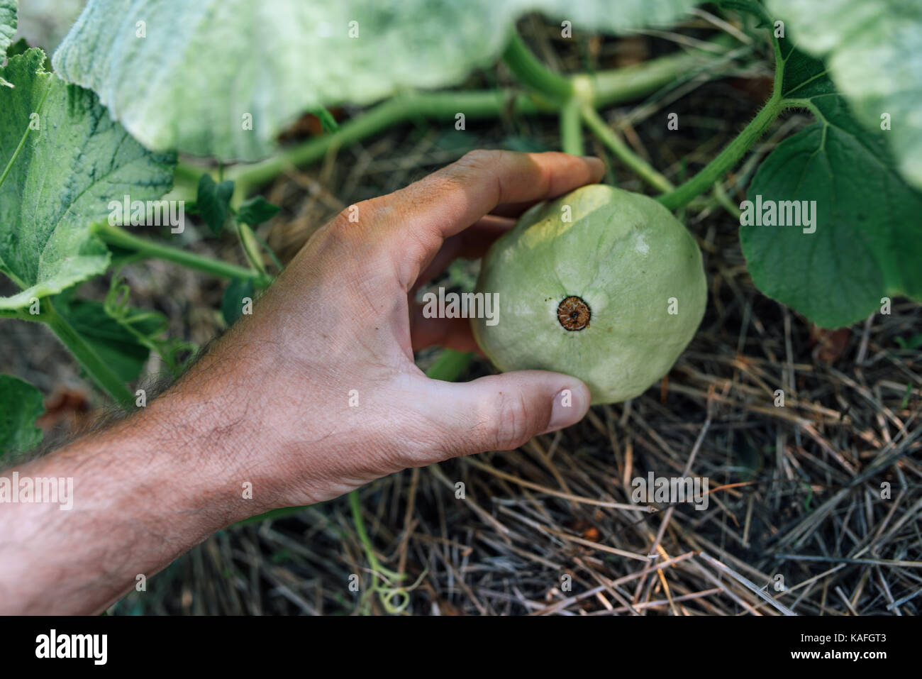 Farmer examining gourd grown in organic garden, male hand holding ...
