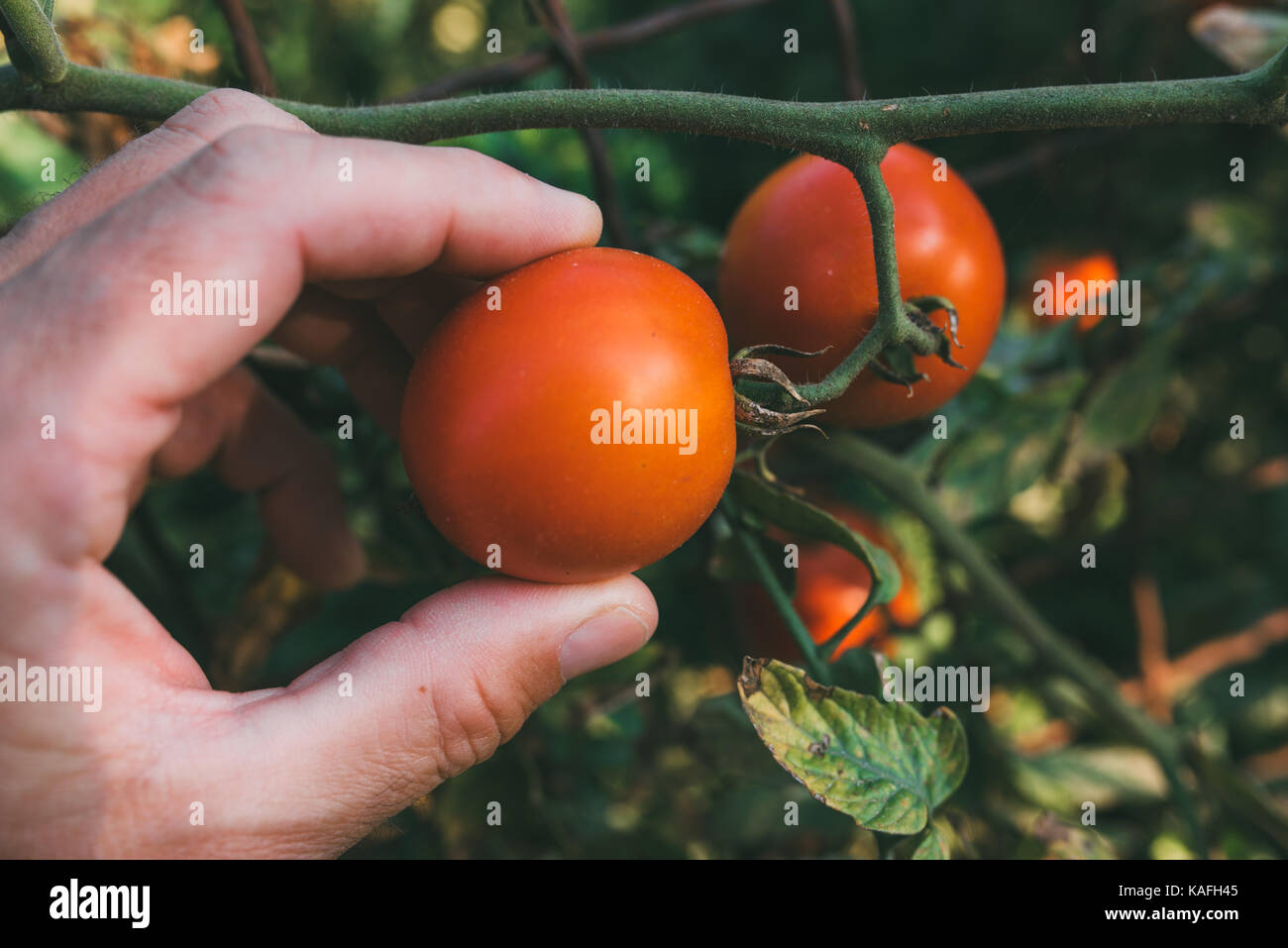 Farmer examining and picking ripe tomato fruit grown in organic garden ...