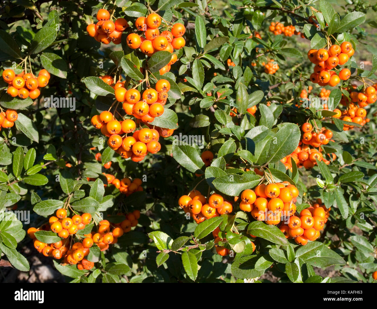 Pyracantha berry shrub Stock Photo - Alamy