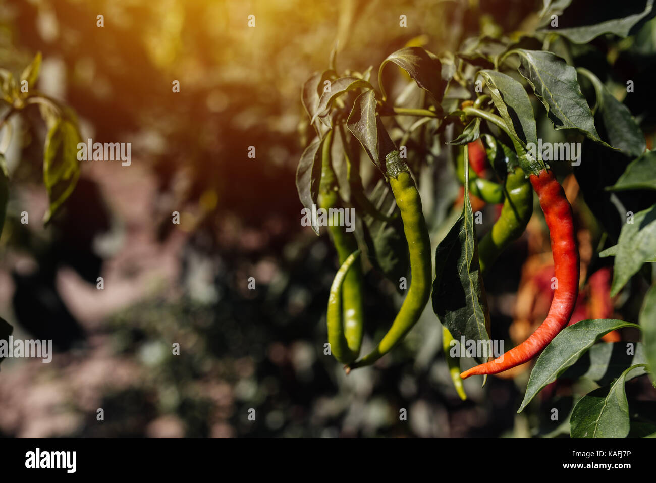 Chili plantation hi-res stock photography and images - Alamy
