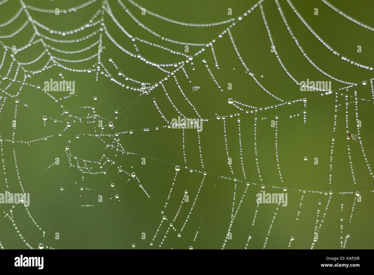 Garden Spider web Stock Photo - Alamy