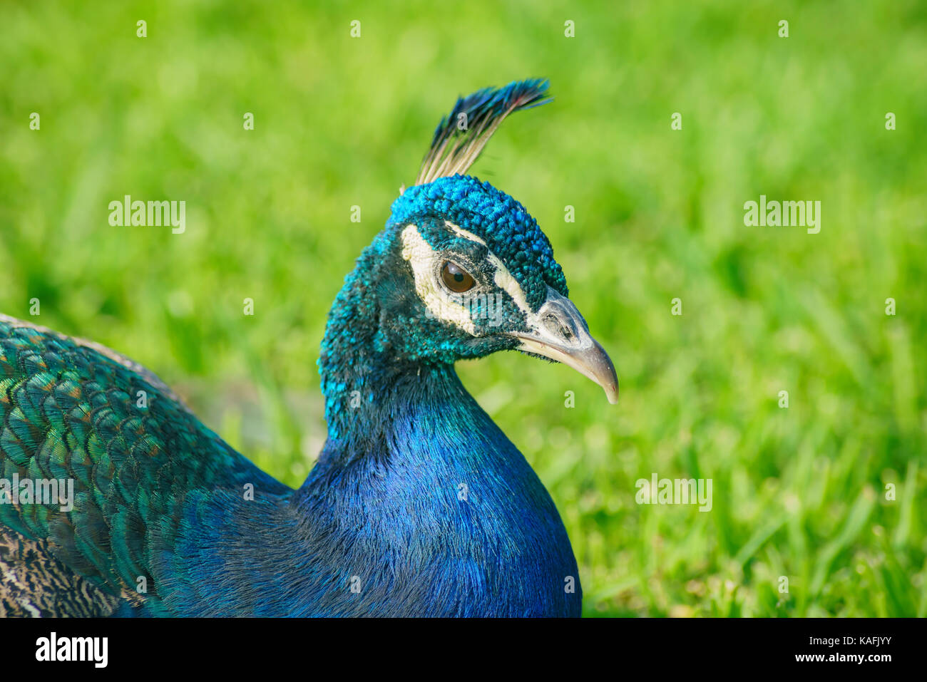 Sleepy peacock sitting on ground at Los Angeles County Arboretum ...
