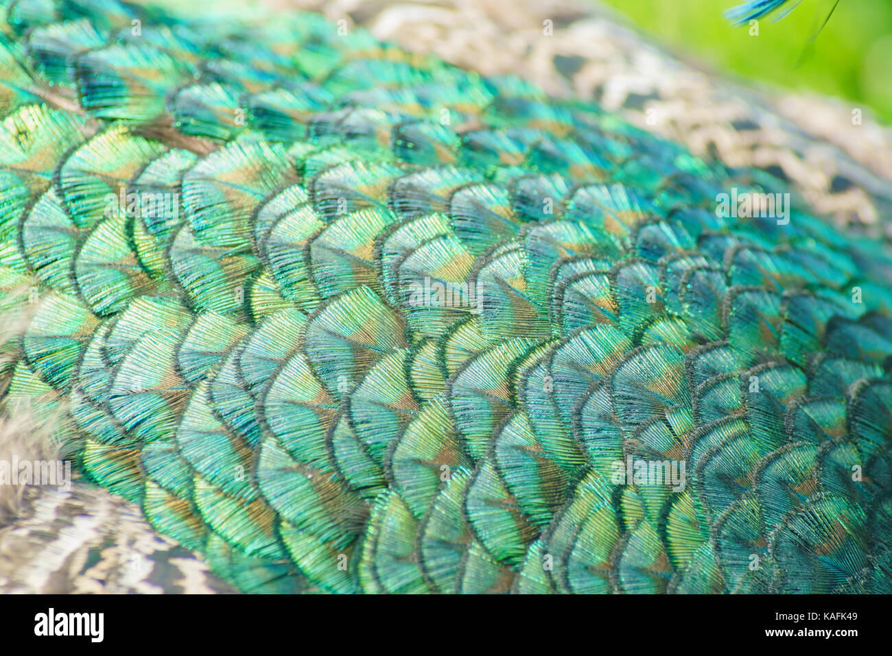 Close up shoot of a beautiful peacock's fan at Los Angeles County ...