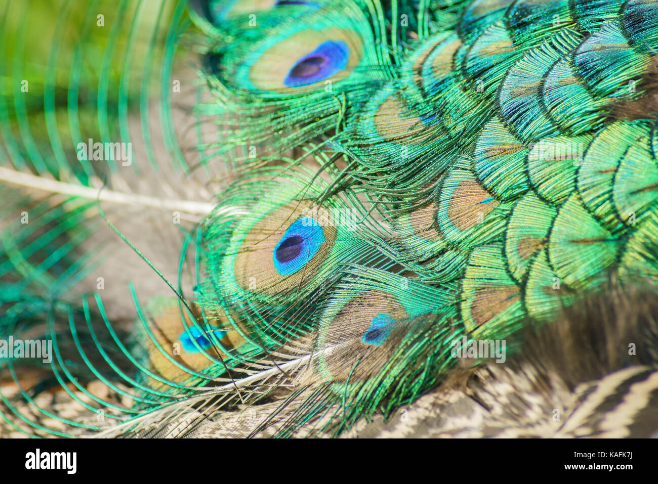 Close up shoot of a beautiful peacock's fan at Los Angeles County ...