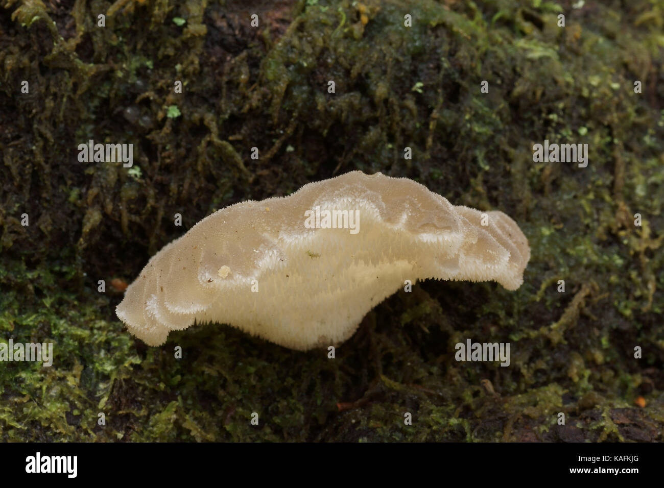 Pseudohydnum gelatinosum (Toothed Jelly Fungus Stock Photo - Alamy