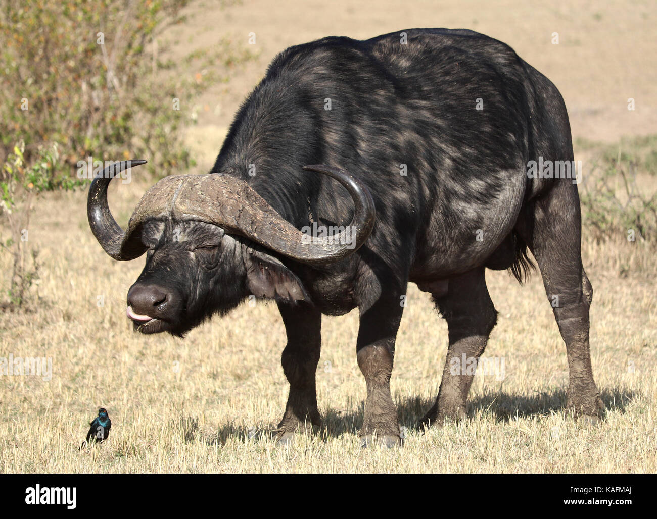 Buffalo blowing raspberry at superb starling hi-res stock photography ...