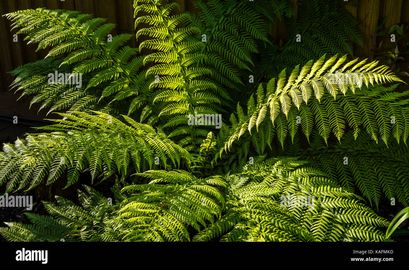 Large fern in early morning sunlight, London, UK Stock Photo - Alamy