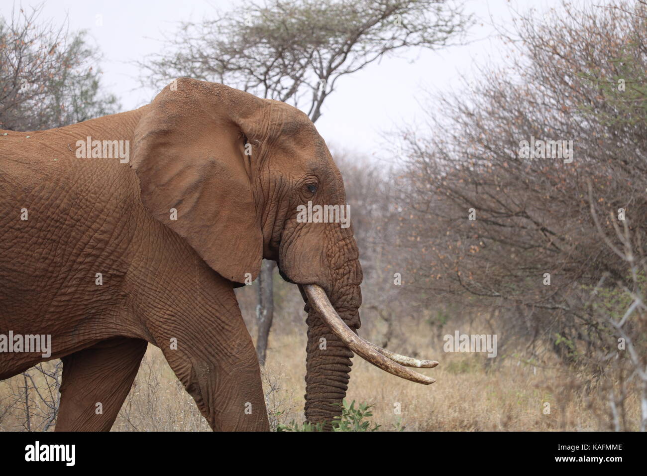 African Elephant - Tsavo West National Park - Kenya Stock Photo - Alamy