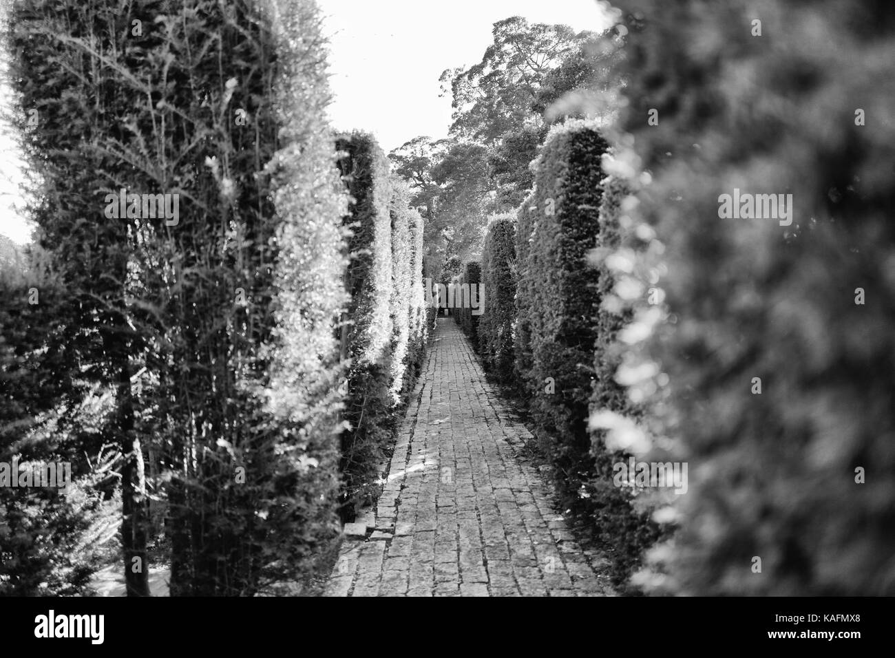 Avebury, Wiltshire, Path and hedges Stock Photo - Alamy