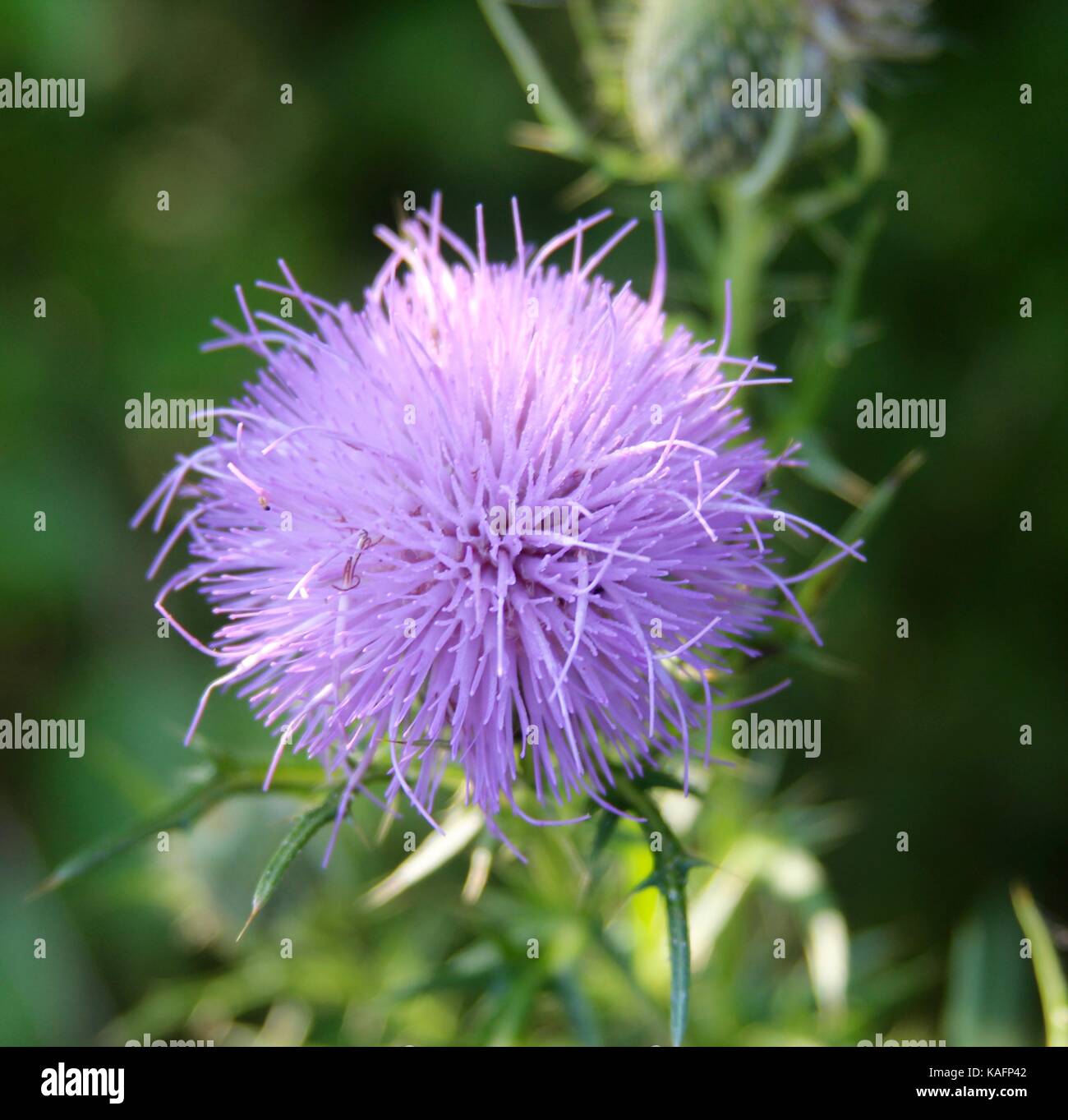 A sunny day in the parks of Butler County Ohio Stock Photo - Alamy