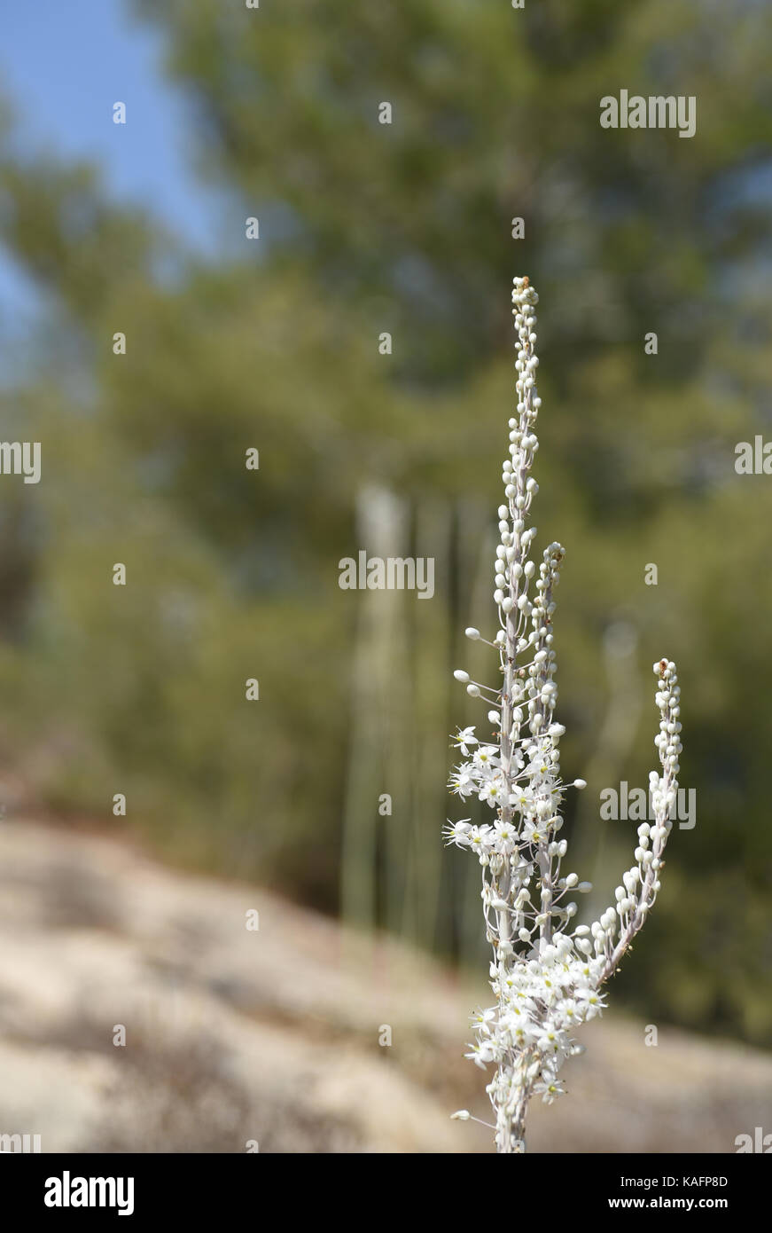 blooming Sea Squill, (Drimia maritima) Photographed in Palestine, Mount ...