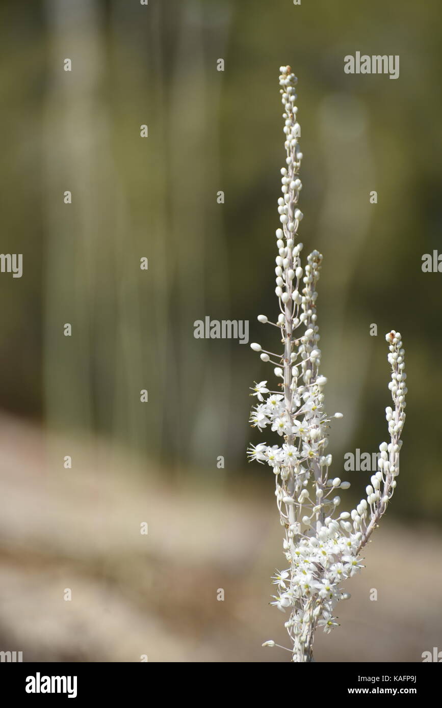 blooming Sea Squill, (Drimia maritima) Photographed in Palestine, Mount ...